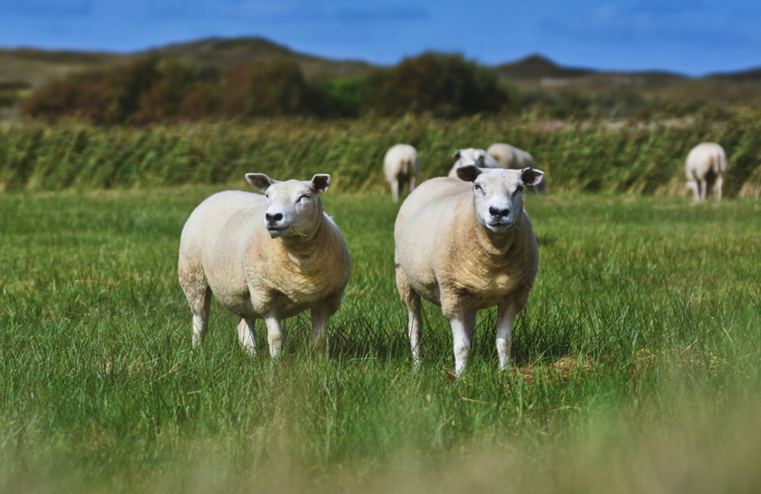Friesische Inseln Texel & Schiermonnikoog