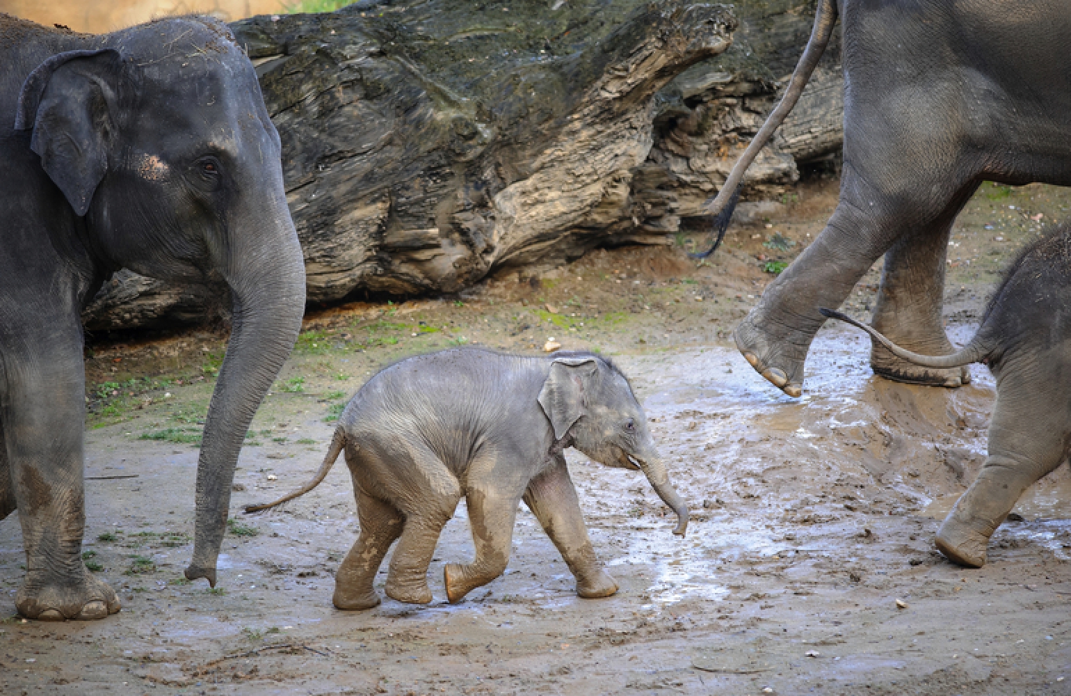 Zoologischer Garten Stuttgart